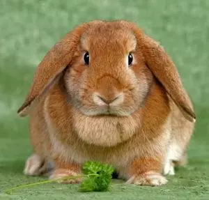 چند سال در خانه خرگوش می تواند زندگی کند، مهلت برای نژادهای مختلف