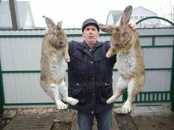 خرگوش flander.