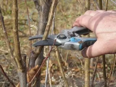 Pruning Viburnum