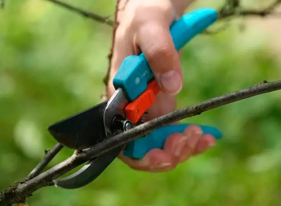 Pruning Viburnum