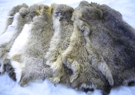Distribució de les pells del conill