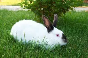 شرح خرگوش نژاد کالیفرنیا و نگهداری آنها در خانه