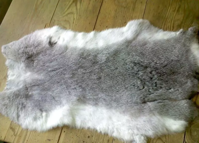 توزیع پوسته های خرگوش