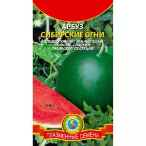 Descrição das luzes da melancia siberiana, tecnologia crescente, pouso e cuidados