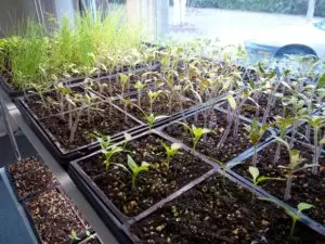 如何準備番茄種子到降落幼苗，加工和浸泡