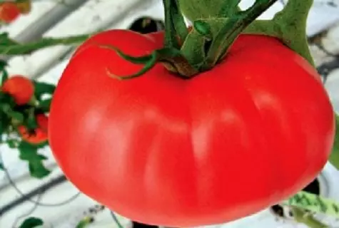 Kraftig tomat