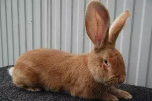 Beschrijving en kenmerken van konijnen van het ras van Rize, hun kleur en inhoud