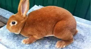 Top 6 rassen van rode konijnen en hoe u een huisdier, regels van inhoud en zorg kunt kiezen