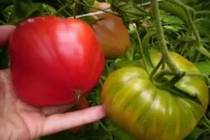 Kuvaus Tomaatin tomaattikarhu pohjoisessa, kasvaa ja huolenpitoa