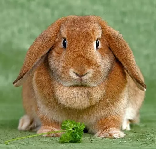 Prachtige konijnen