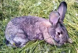 علائم کوکیدیوز در خرگوش ها و درمان در خانه، پیشگیری