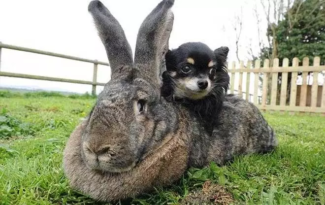 خوبصورت خرگوش