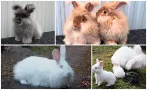 Razas populares de coellos ananos, regras para o seu contido e coidado