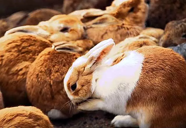 Много зайци