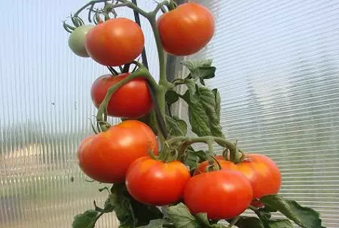 گوجه فرنگی در تابستان