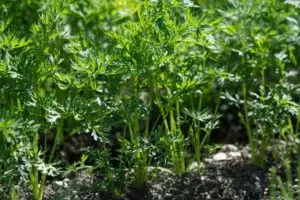 Je možné zasadiť mrkvu v júli a ako sa starať o záhradu v takýchto podmienkach