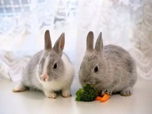 два кролика