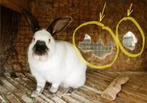 Чому кролики гризуть клітки і як їх відучити, що робити не варто