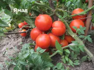 Characteristic and description of the variety of Tomato Yamal, its yield