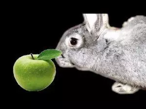 Is it possible to give apples rabbits and how to