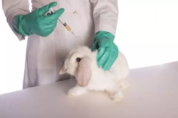 Rabbbivak V: instructies voor konijnen, hoe te fokken, analogen en kosten 8894_6