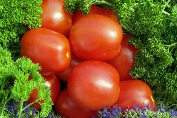 Penerangan mengenai pelbagai tomato stanic, ciri-ciri yang semakin meningkat dan penjagaan