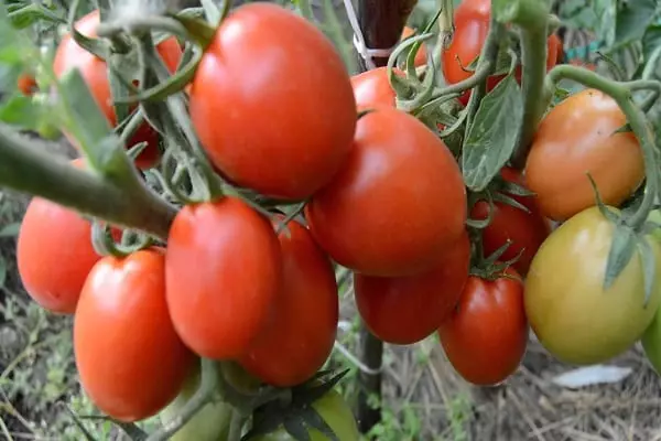 Praznine rajčice