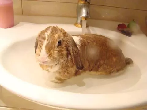 Зайци за къпане