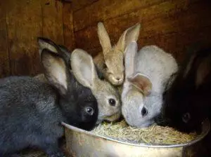 Är det möjligt att ge kaniner korn, och hur rätt, fördelarna och skadorna på spannmålen