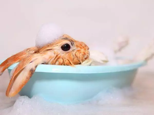 Kąpielowy królik