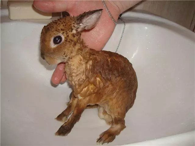 Зайци за къпане