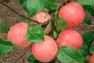 Beskrywing, kenmerke en subspesies van die appelboomgraad, graad subtiliteite