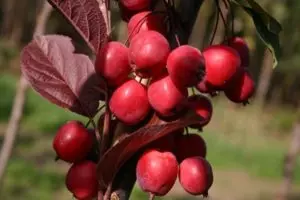 Περιγραφή και χαρακτηριστικά των ποικιλιών Ranets μήλα, ημερομηνίες ωρίμανσης και φροντίδας πολιτισμού
