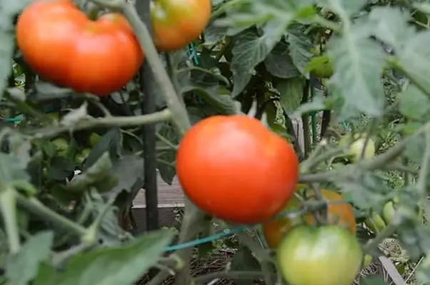 Tomatstävling i den öppna jorden