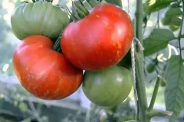 庭のトマトStaroselsky