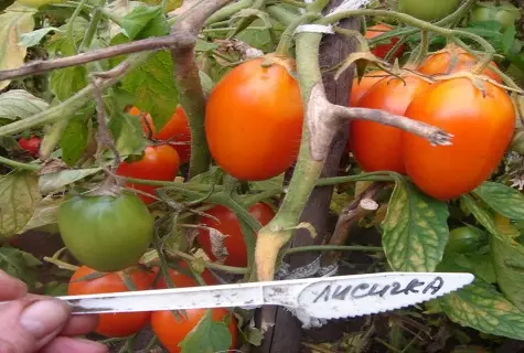 Надпис при домат