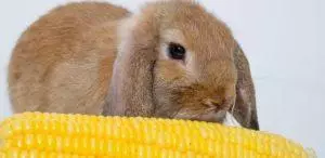 Korzyści i szkody kukurydzy dla królików, jak karmić i w jakiej formie