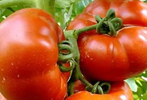 Pomidor butalari jannat