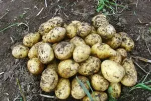 Description of the potato karatop grade, its characteristics and cultivation