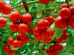 Característica y descripción de la variedad de pestañas de manzana de tomate de Rusia, su rendimiento.