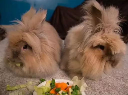 Due conigli