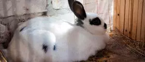 Berapa banyak kelinci yang memiliki kehamilan dan bagaimana menentukan sukulen, peduli