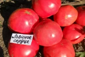 Beschreibung der Vielfalt des Tomatenlöwenherzs, deren Merkmal und Ertrag