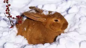 Pros a nevýhody králikov v zime a pravidlá doma