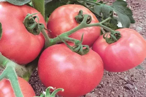 Característica e descrição das variedades de tomates insatisfeitos