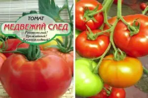Pomidorų lokio takelio aprašymas ir jo charakteristikos