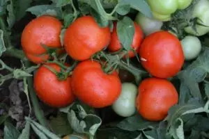 Beschrijving van de variëteiten van tomaten Impala en hun kenmerken