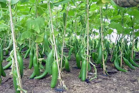 Cucumbers Grade Zozulia