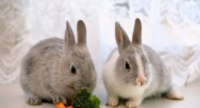 Alimentando coelhos