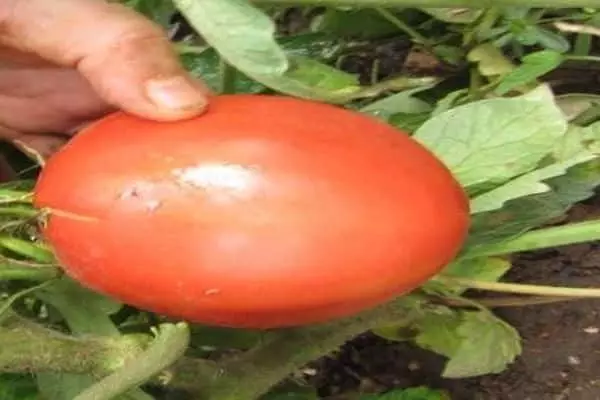 Tomatoes triedy kabelky